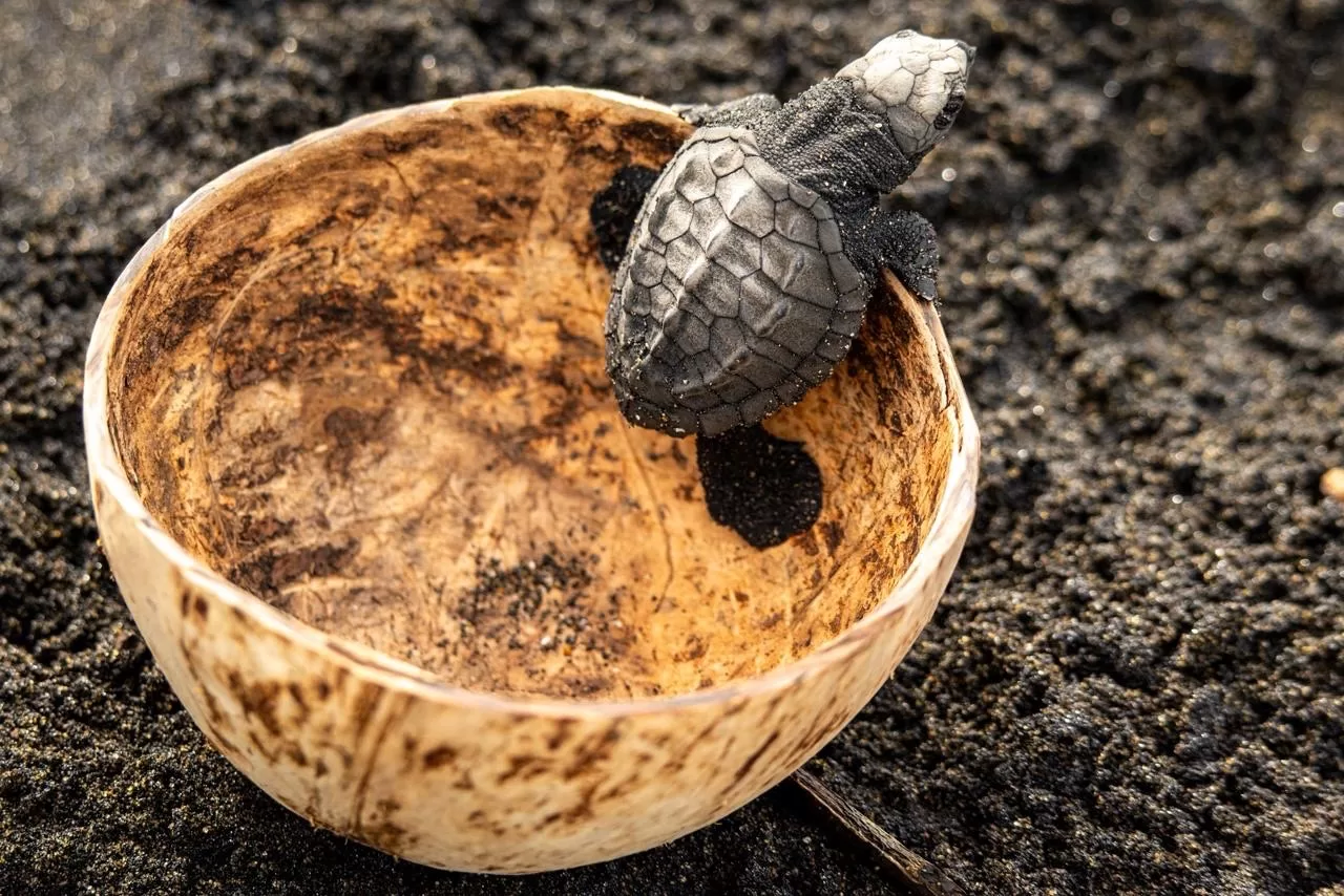 Oceana consolida un modelo de turismo regenerativo en Guatemala ...